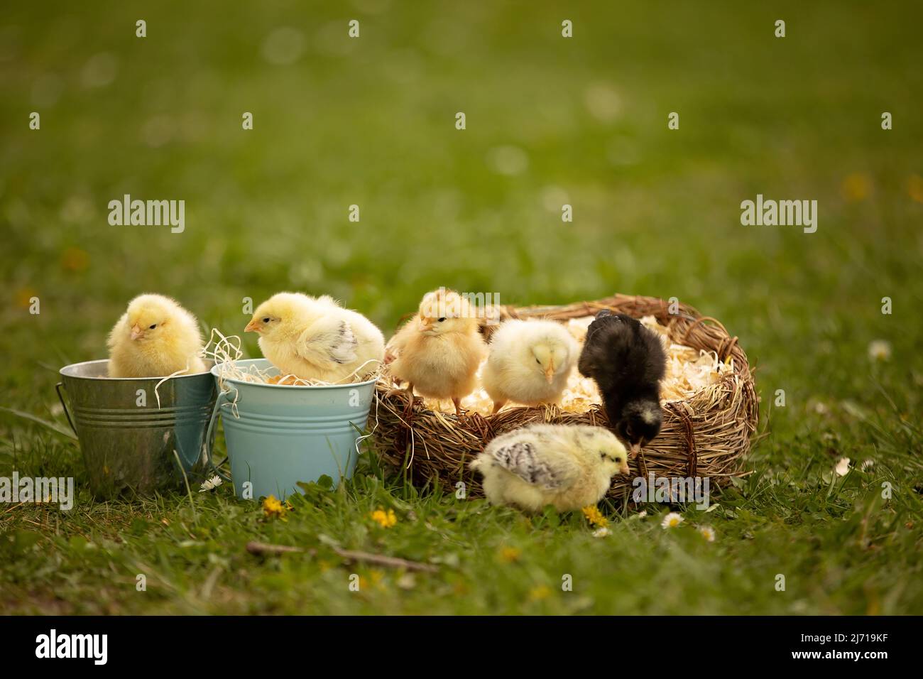 Little newborn chicks in a nest, cute newborn birds in the park ...
