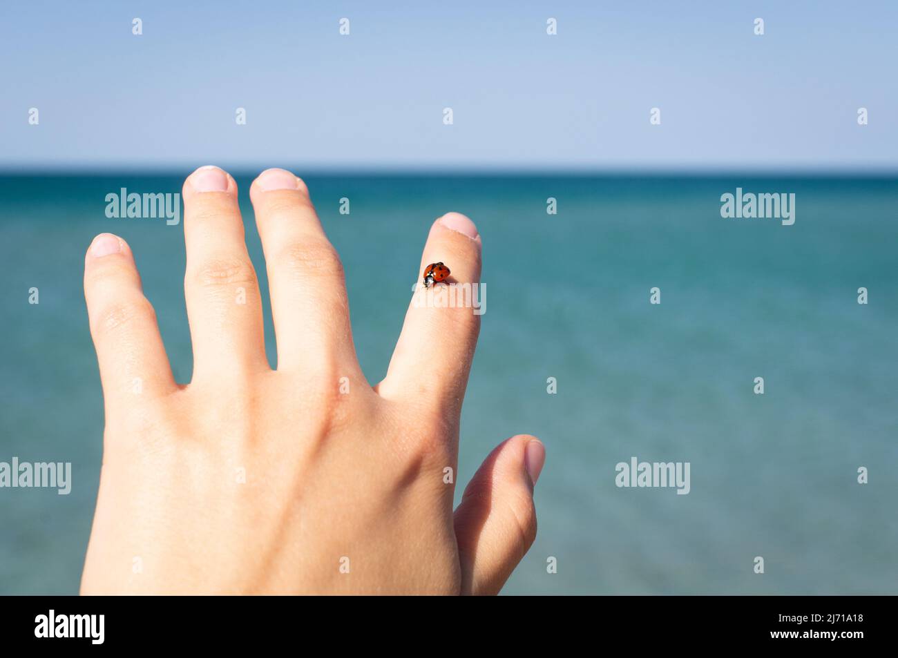 Ladybug at rest hi-res stock photography and images - Alamy