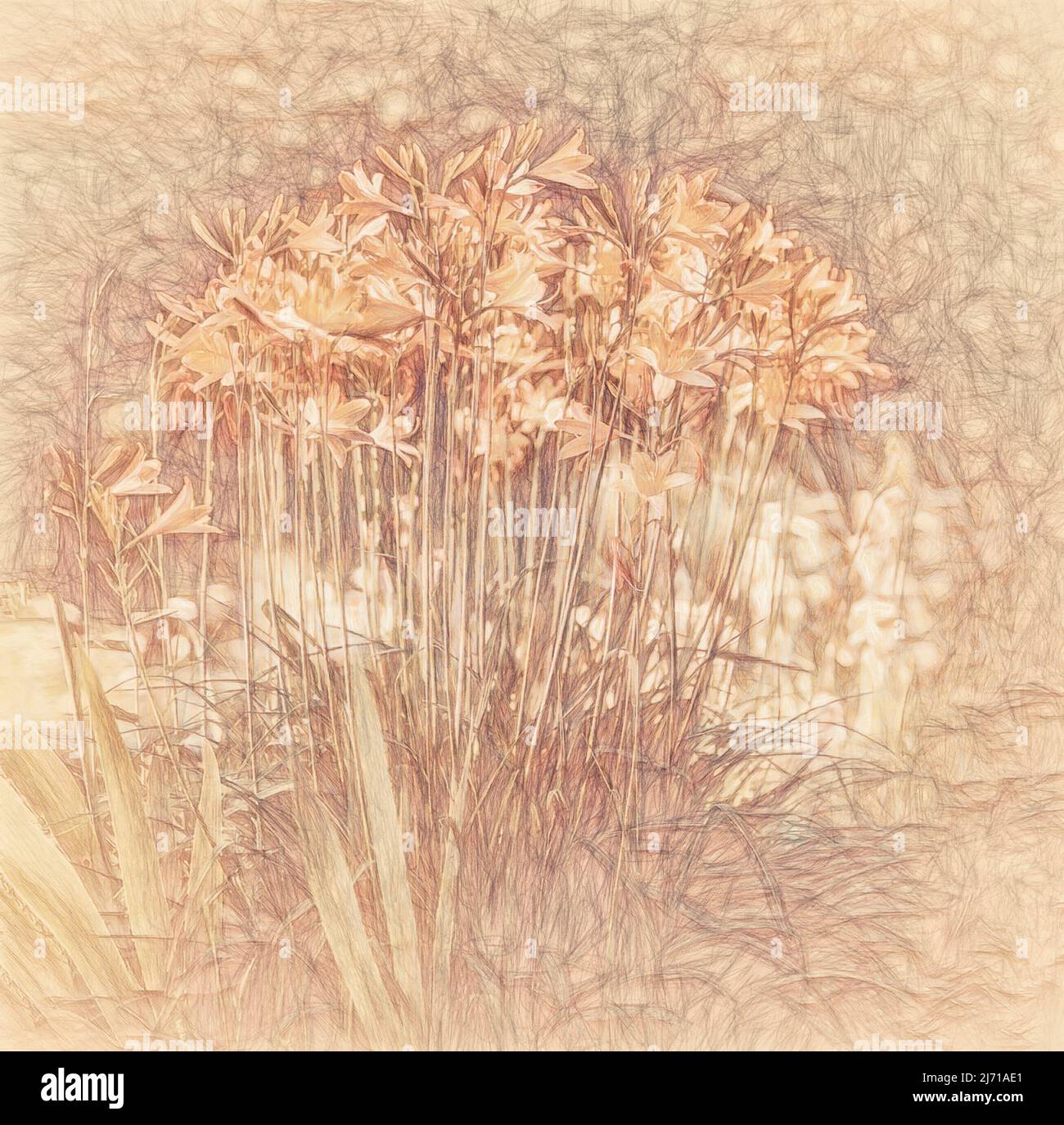 Beautiful meadow flower. computer aquarelle painting collage Stock ...