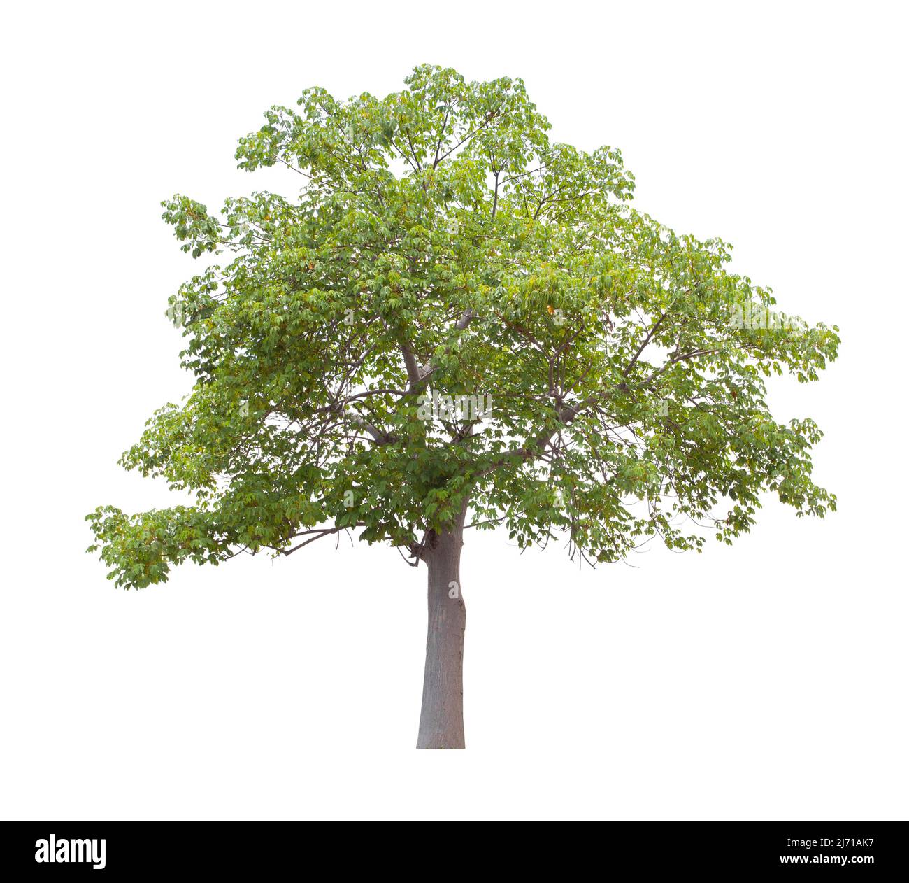 The Single Tree isolated on white background, With Clipping path Stock ...