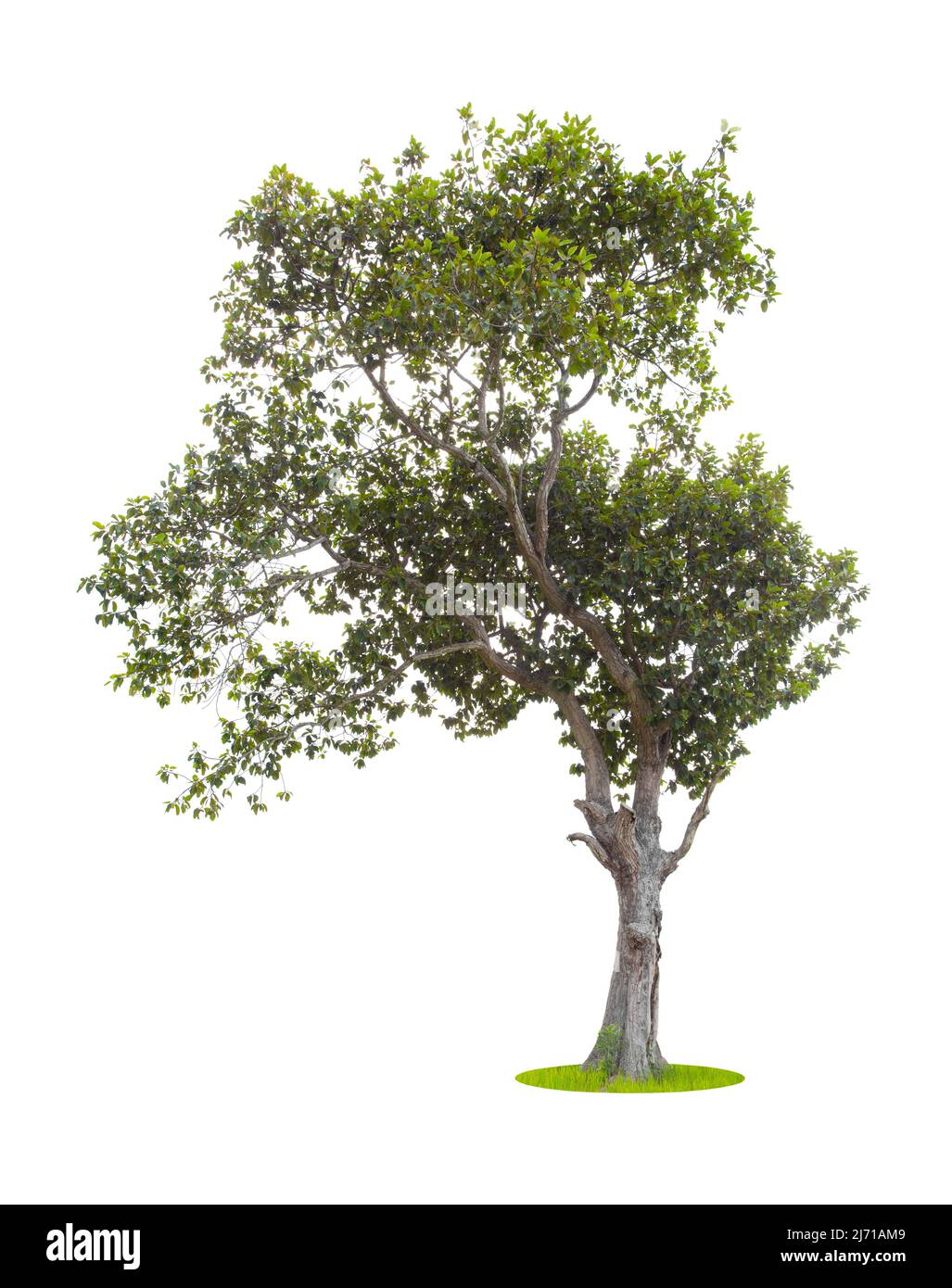 The Single Tree isolated on white background, With Clipping path Stock ...