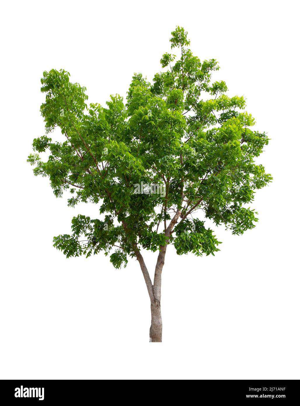 The Single Tree isolated on white background, With Clipping path Stock ...