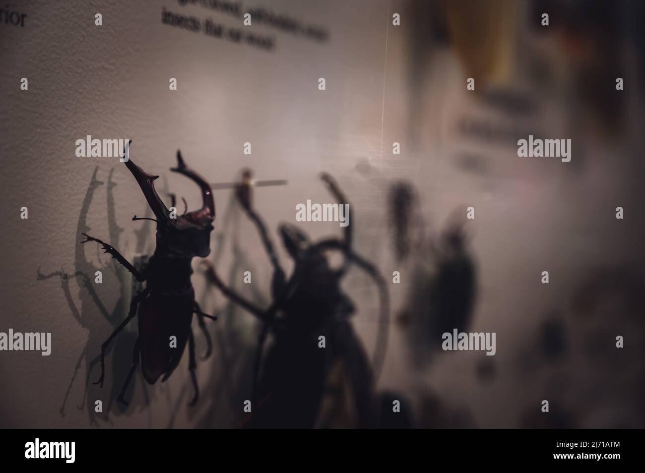 Pinned exotic species of coleoptera beetles in an insect collection ...