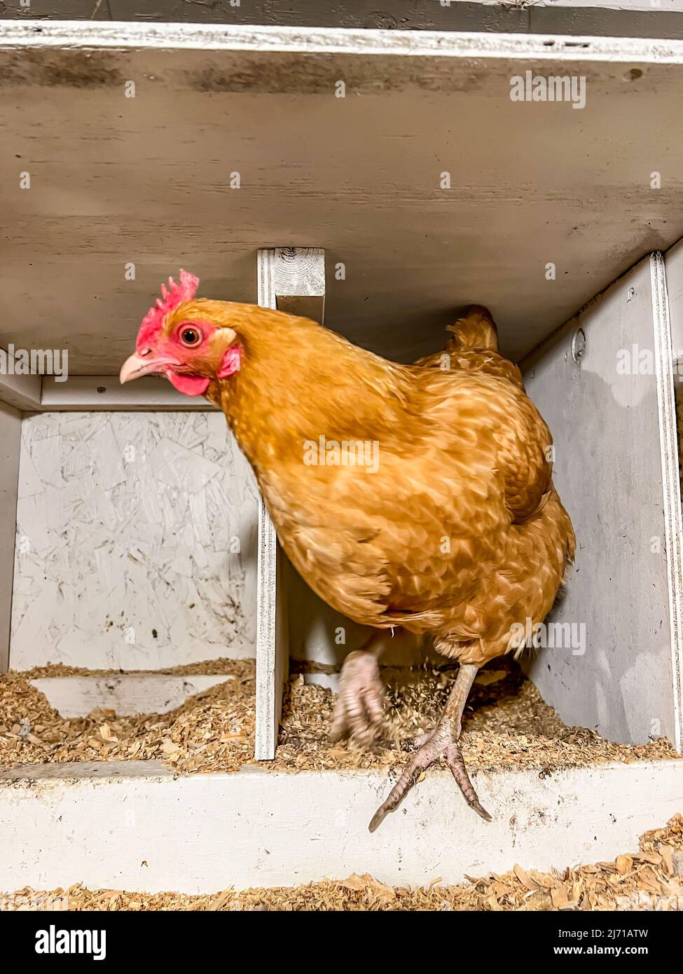 Layer chicken in a cage free coop for laying eggs Stock Photo - Alamy