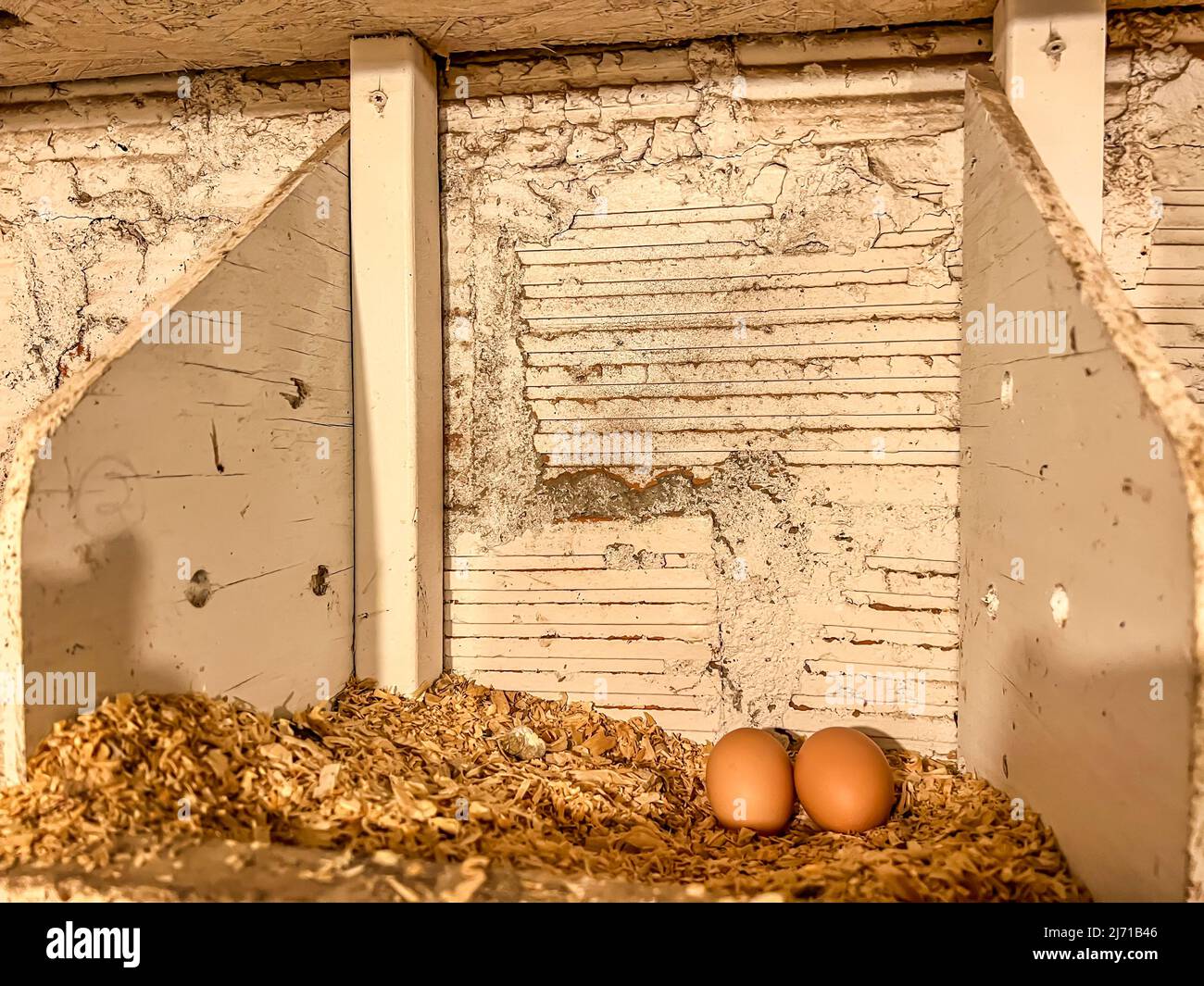 Grouping of fresh chicken eggs in a nesting area of a cage free coop ...