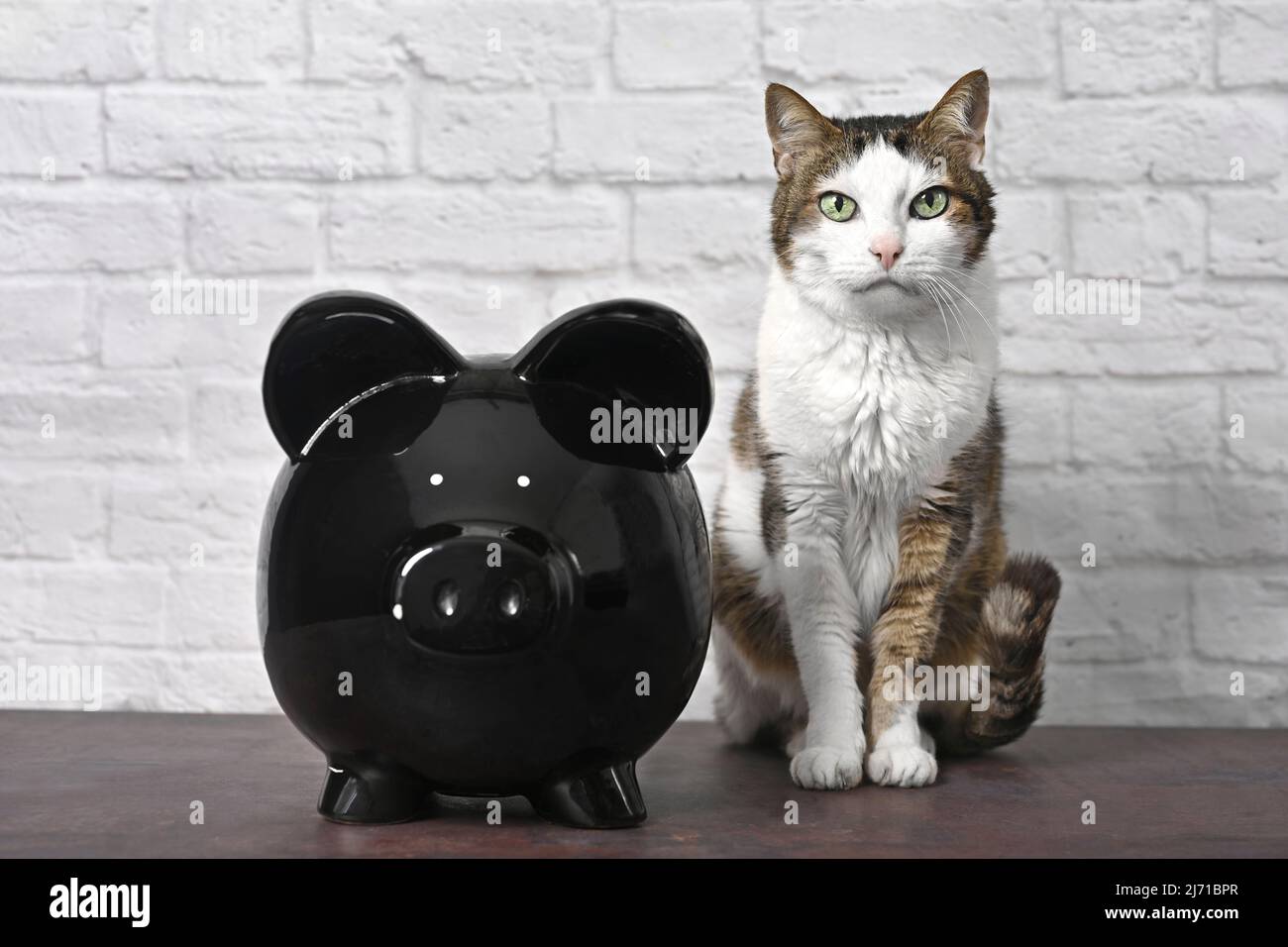 Tabby foundation hi-res stock photography and images - Alamy
