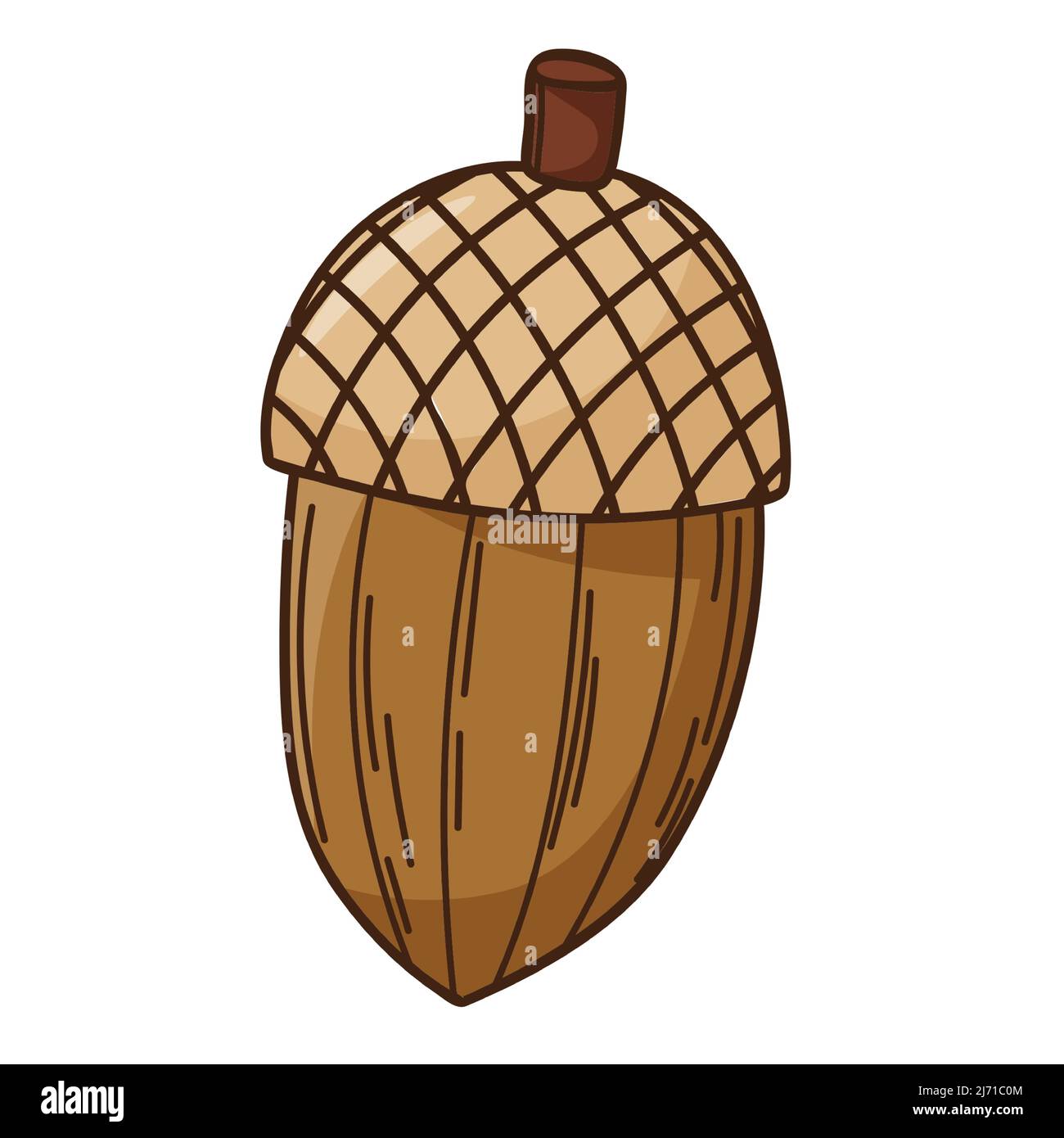 Oak acorns. A symbol of the forest, autumn, and harvest. Botanical ...