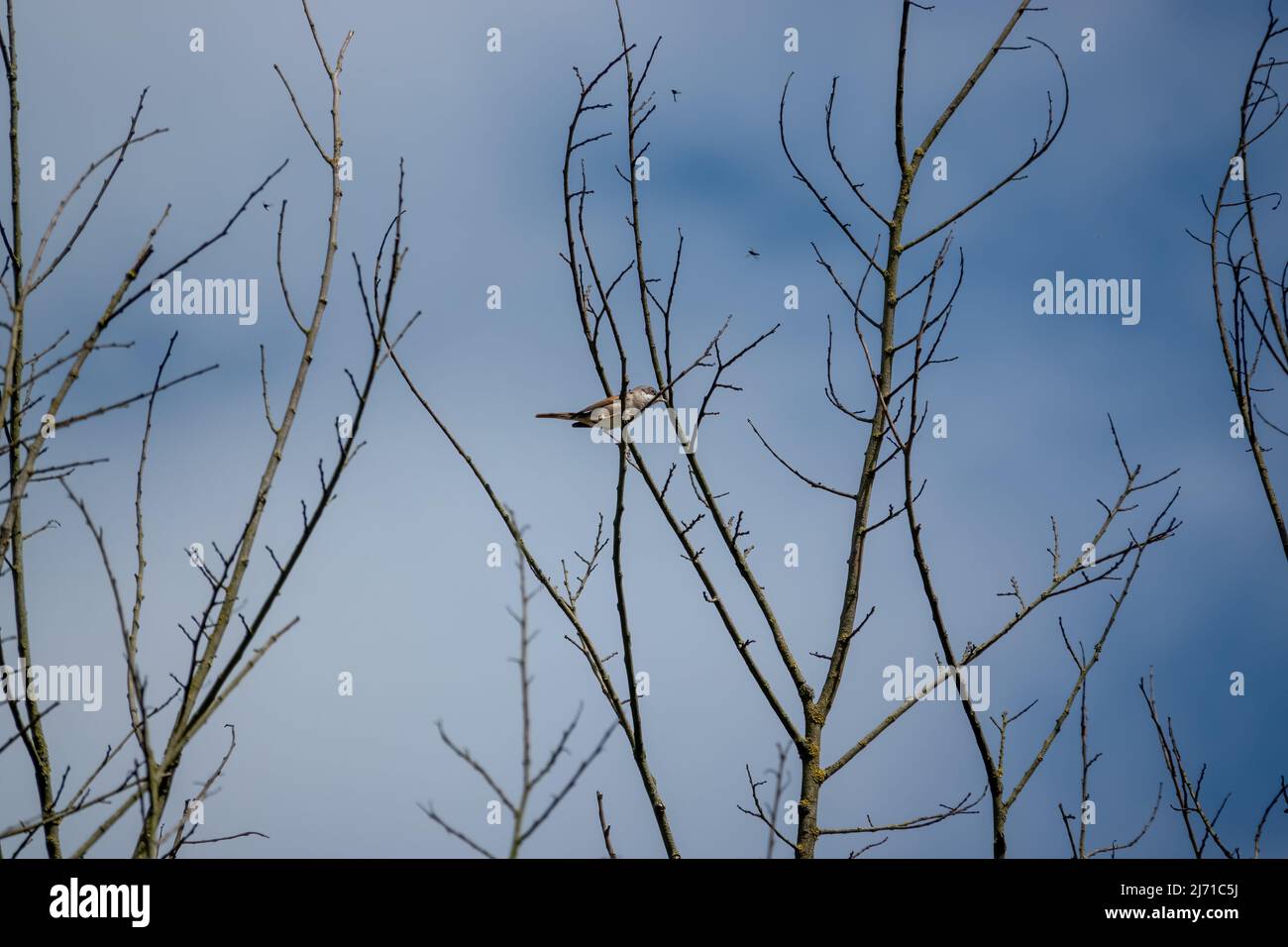 a young fledgling barn swallow (Hirundo rustica) resting high in a ...
