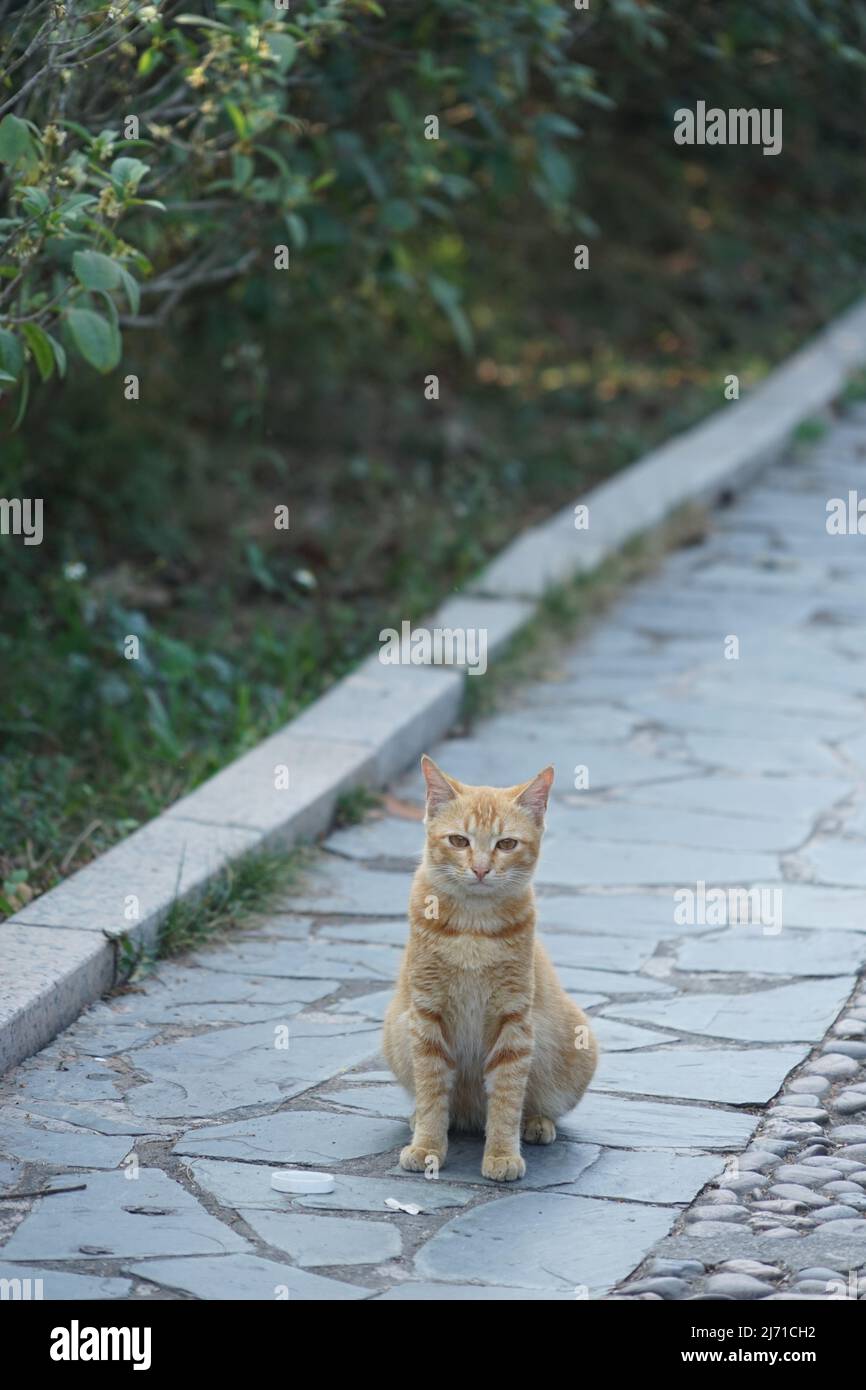 Ginger orange tabby cat hi-res stock photography and images - Alamy