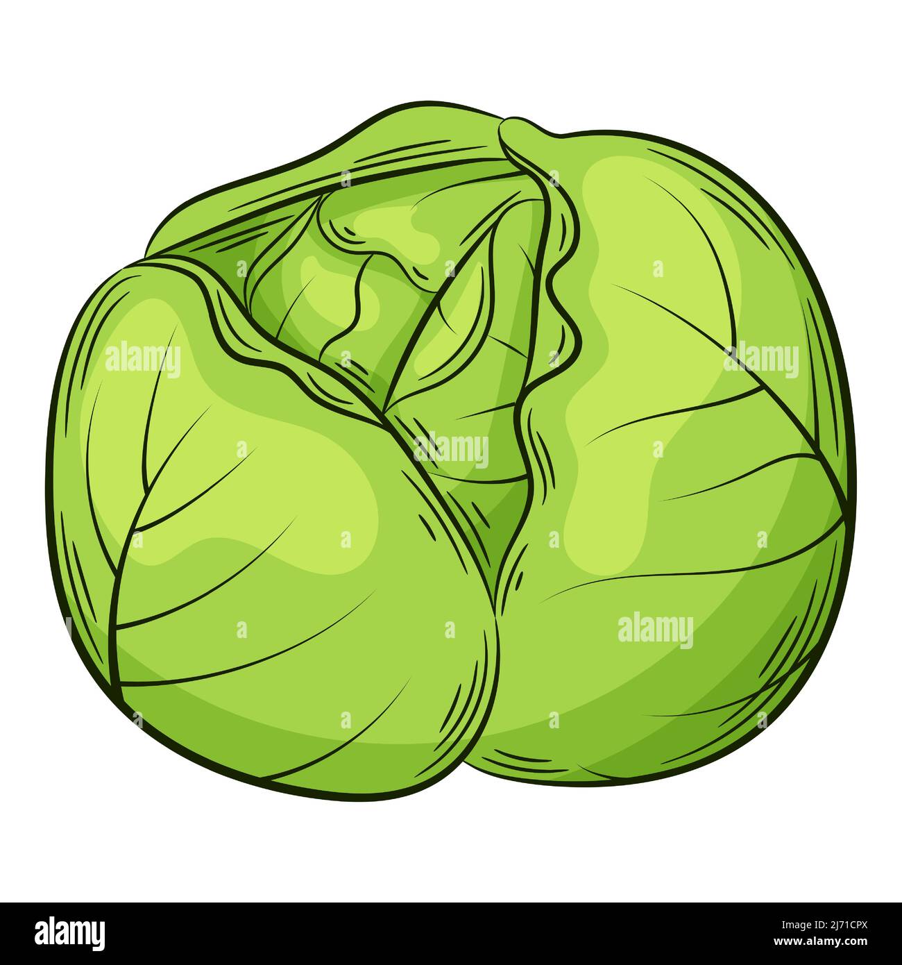 Cabbage head. A vegetable in a linear style, drawn by hand. Food ...