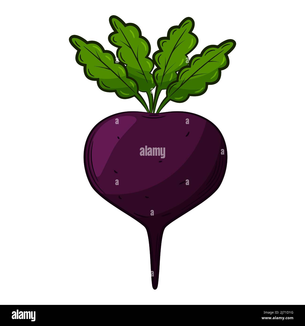 Beet. A vegetable in a linear style, drawn by hand. Food ingredient ...