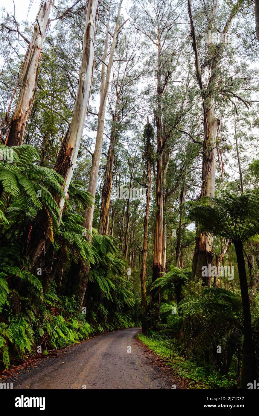 Don Rd Drive in Victoria Australia Stock Photo - Alamy
