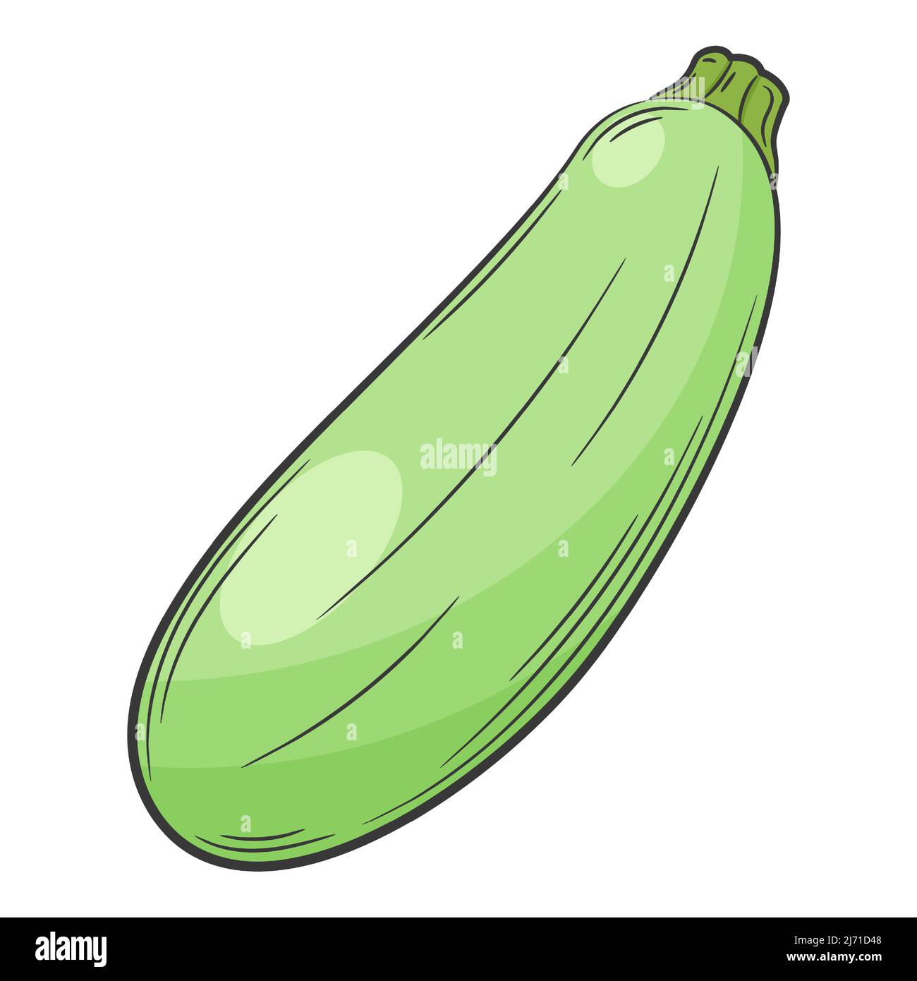 Whole zucchini. A vegetable in a linear style, drawn by hand. Food ...
