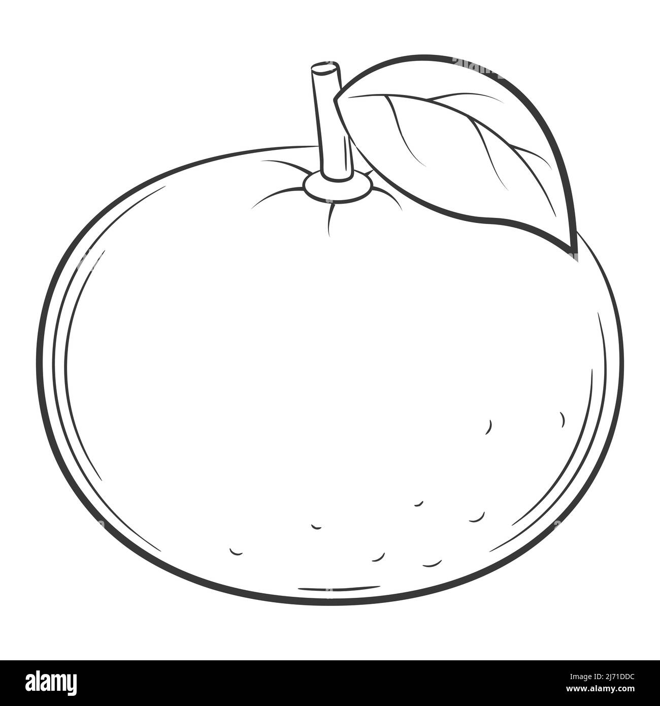 mandarine, tangerine, fruit in a linear style. Black and white vector ...