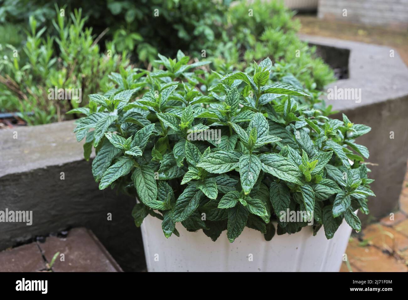 Home herb garden hi-res stock photography and images - Alamy