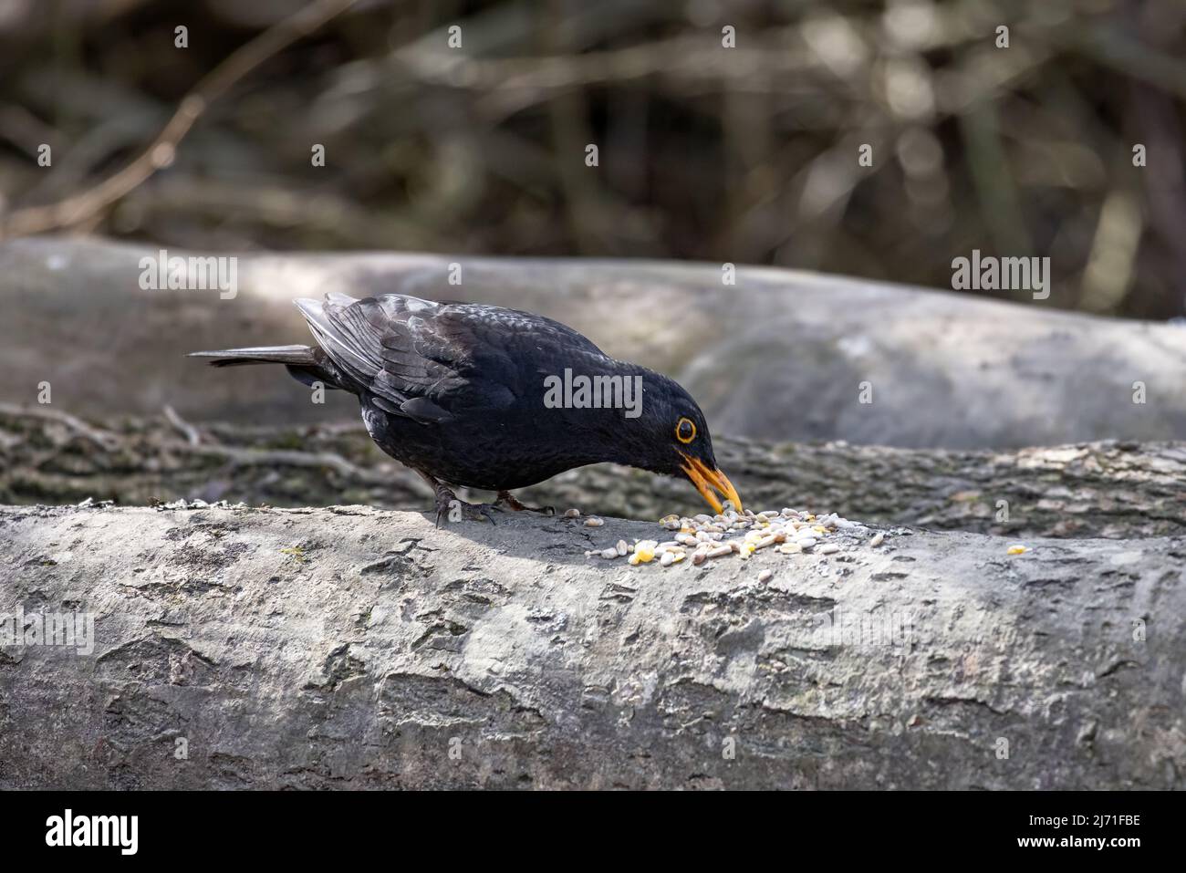 Blackbird eating seed from a dead tree Stock Photo - Alamy