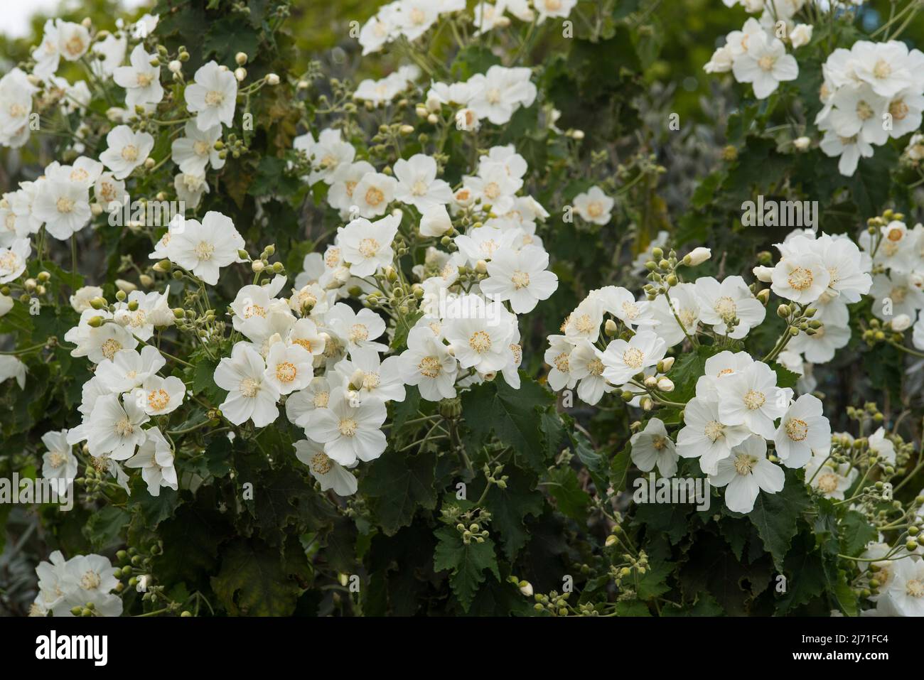 Close up of bright white, delicate, Indian Mallow flowers - Abutilon ...