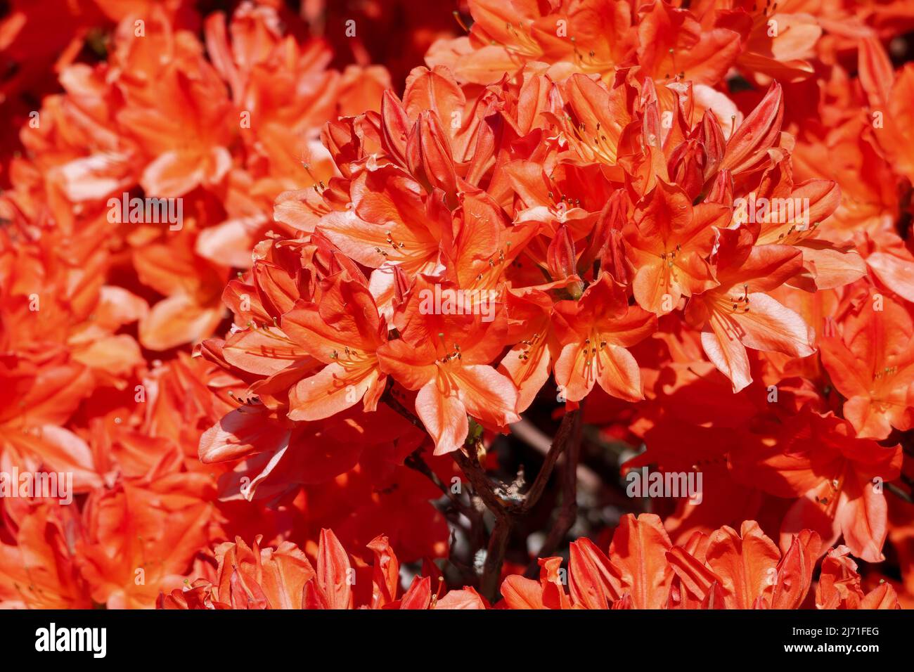 Azalea Orange Beauty Evergreen flowering in East Grinstead Stock Photo ...