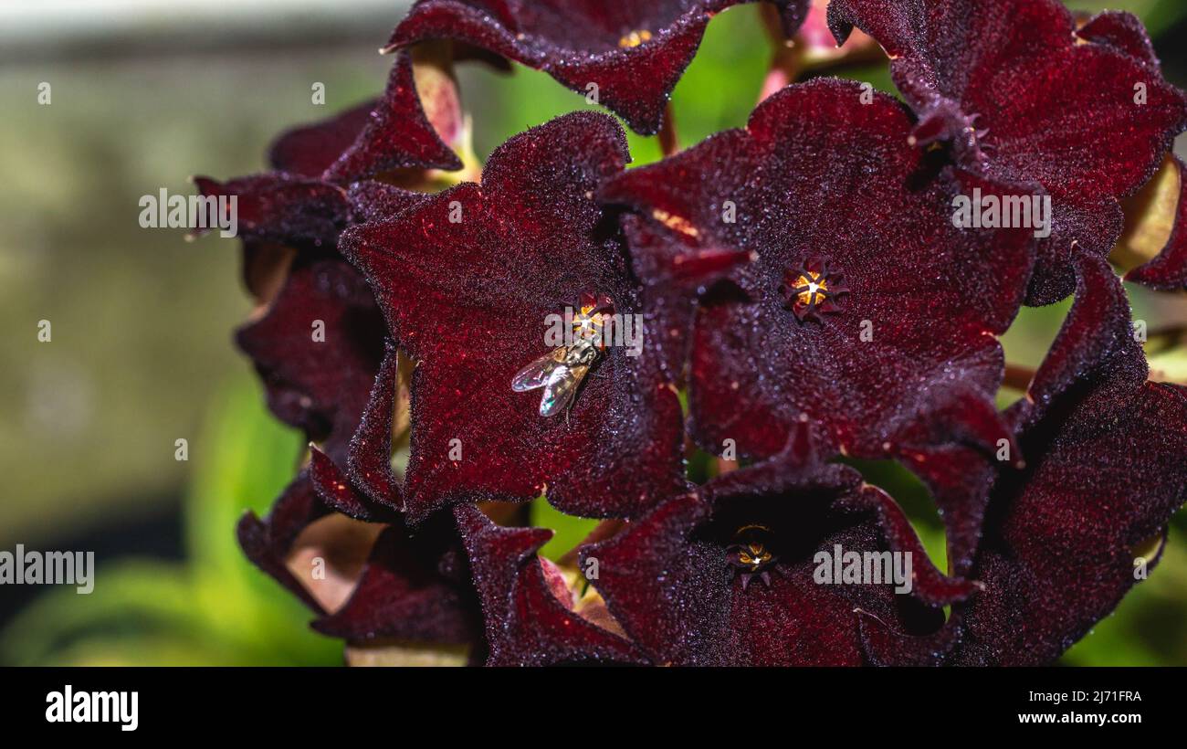 Clump of cactus flowers. Beautiful red flower of cactus plant Stock ...