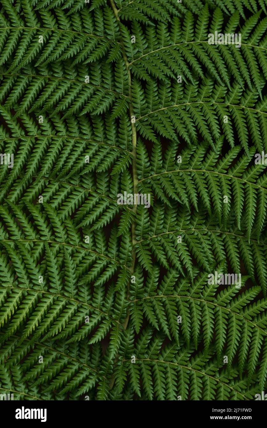 Close up of a frond of a tree fern. Dicksonia Antarctica - Hardy Tree ...