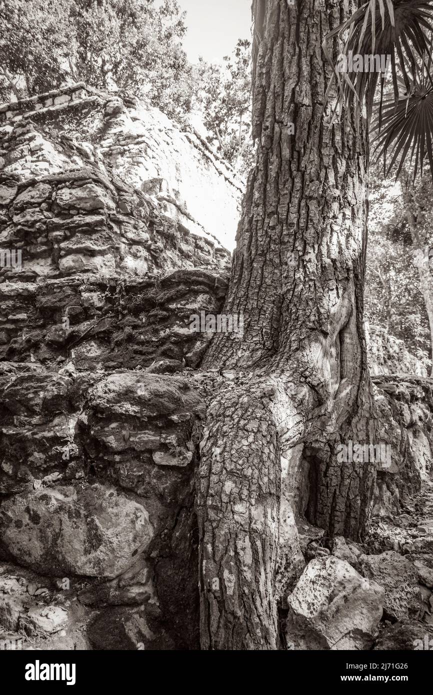 Old black and white picture of tree roots grow through stones at the ...