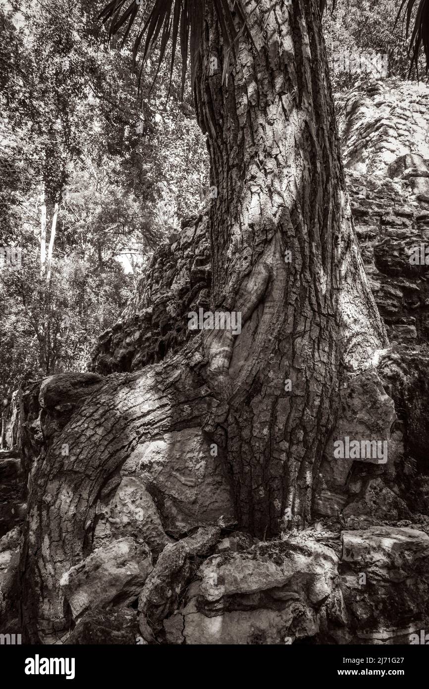 Old black and white picture of tree roots grow through stones at the ...