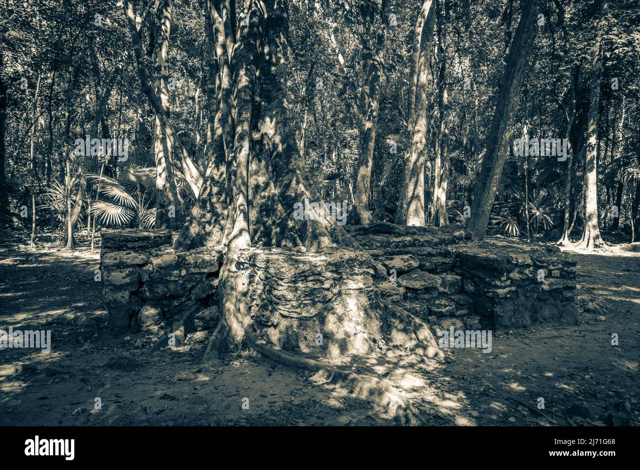 Old black and white picture of tree roots grow through stones at the ...