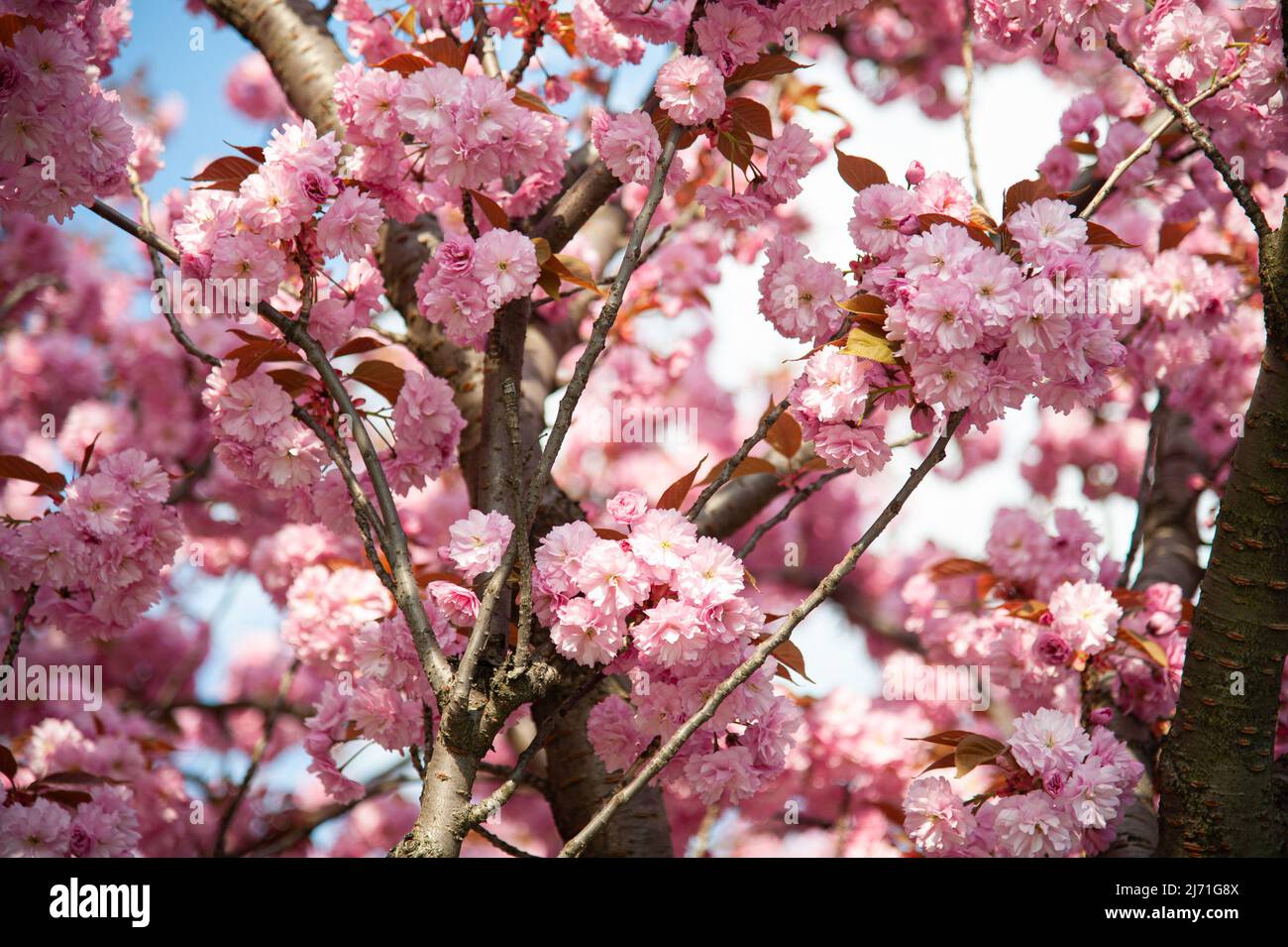 Sakura trees blooming in downtown of Lviv. (Photo by Mykola Tys / SOPA ...