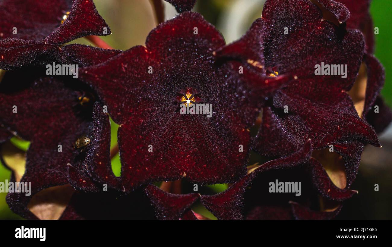 Clump of cactus flowers. Beautiful red flower of cactus plant Stock ...