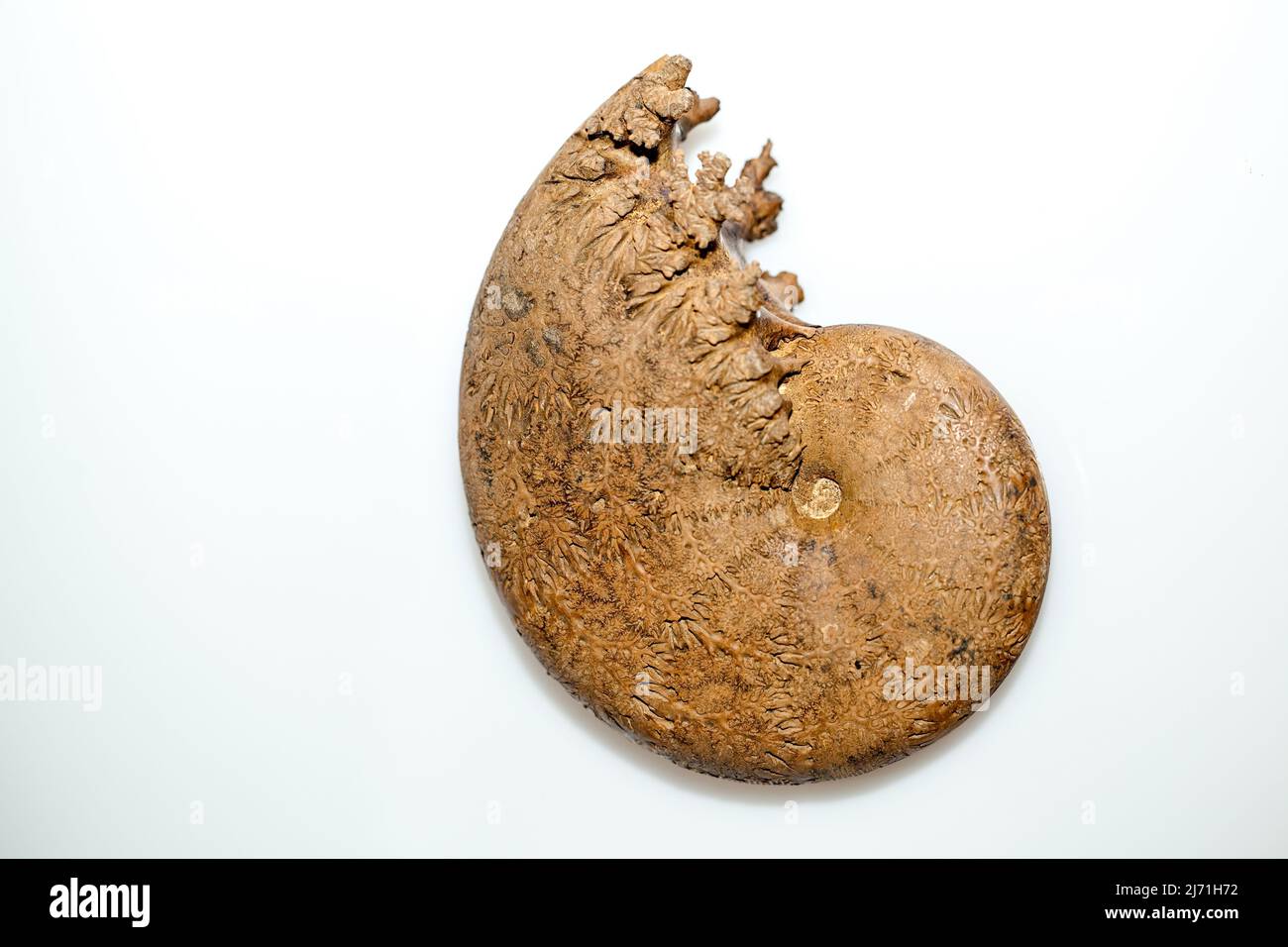 Fossil shell hi-res stock photography and images - Alamy