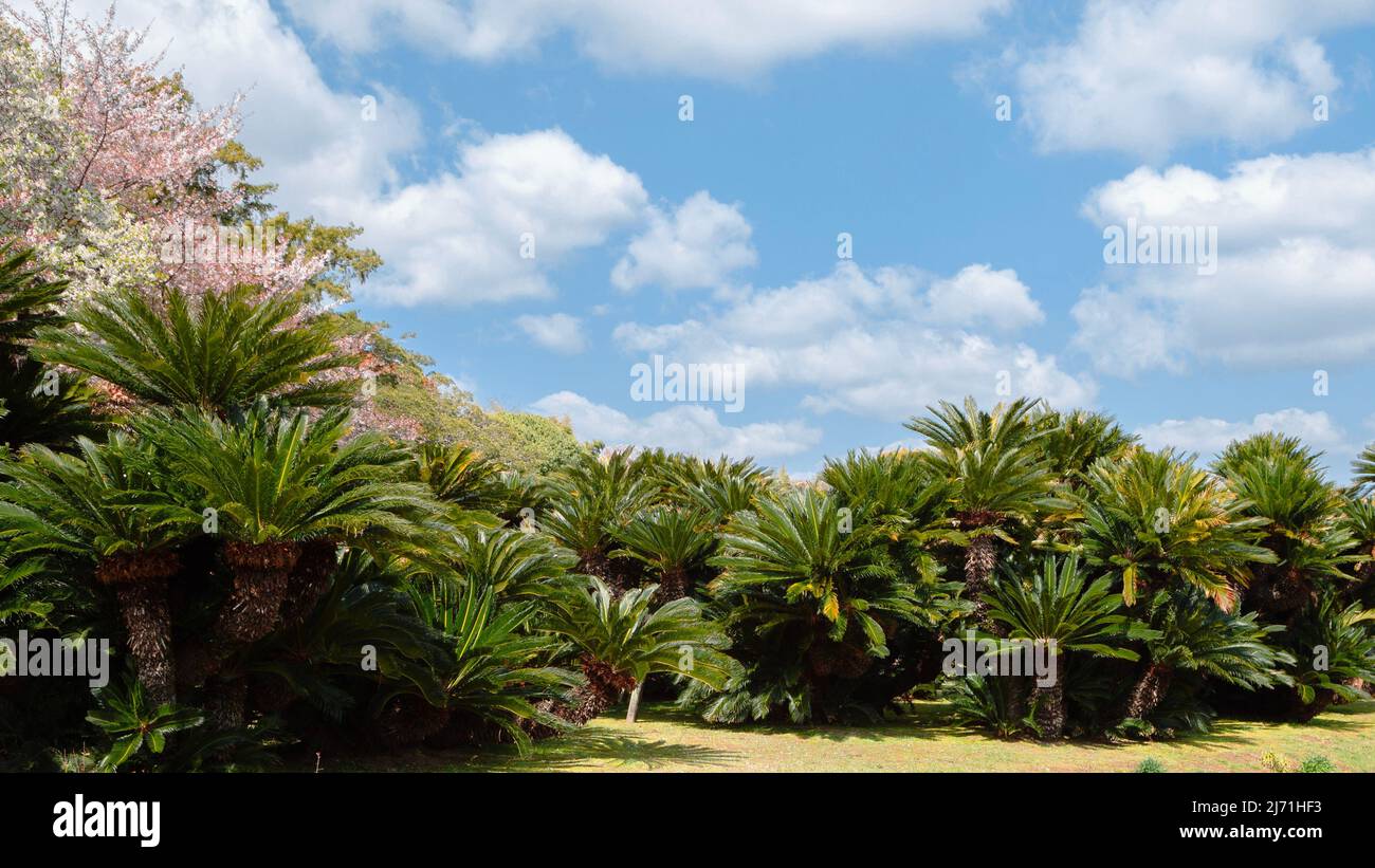 Palm tree forest at Korakuen garden in Okayama, Japan Stock Photo - Alamy
