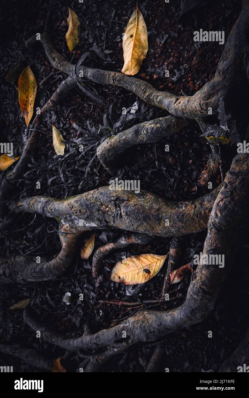 Gnarled tree roots on a mysterious forest Stock Photo - Alamy