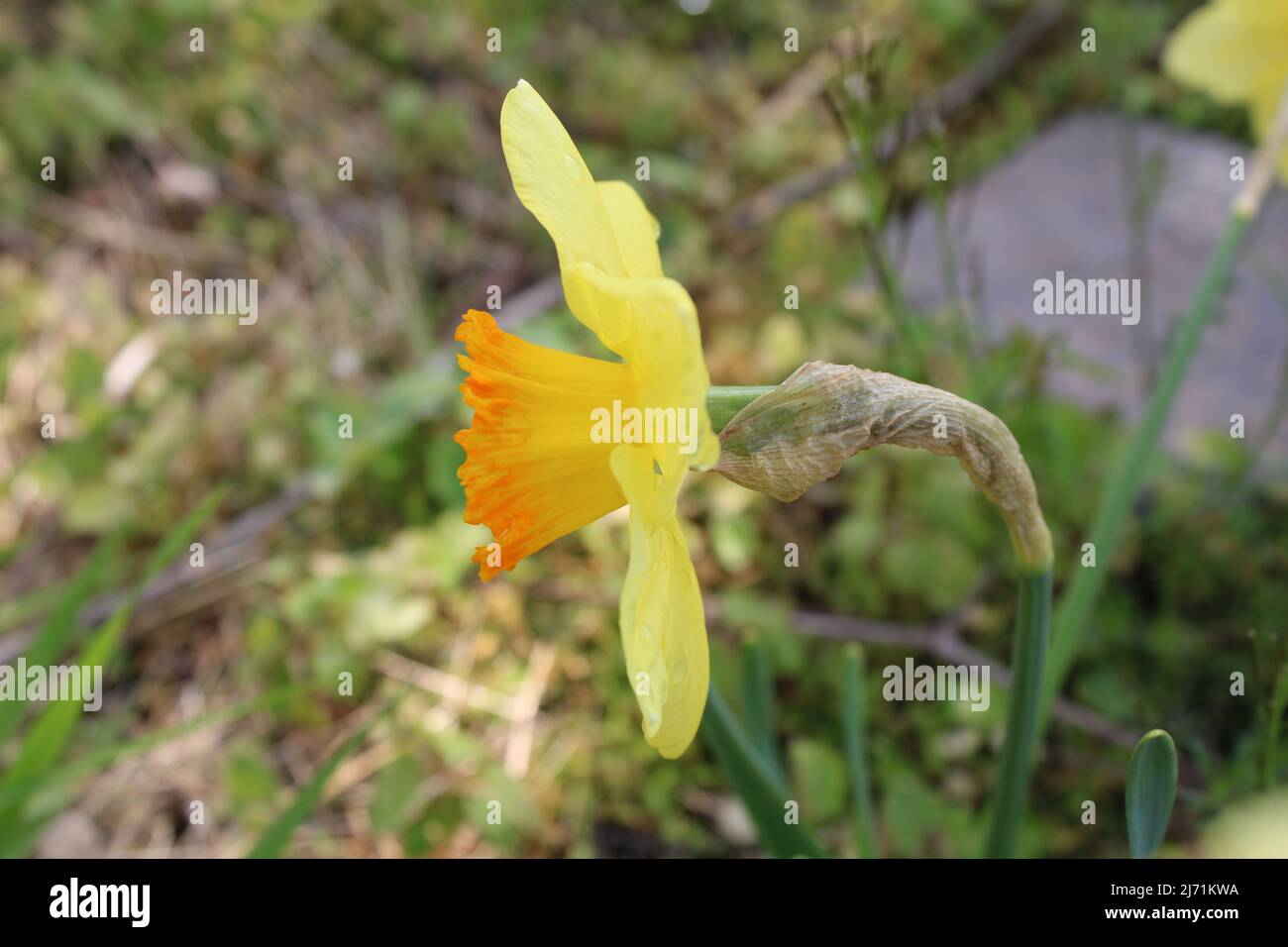 A Side View of an Orange-Cupped Daffodil Stock Photo - Alamy