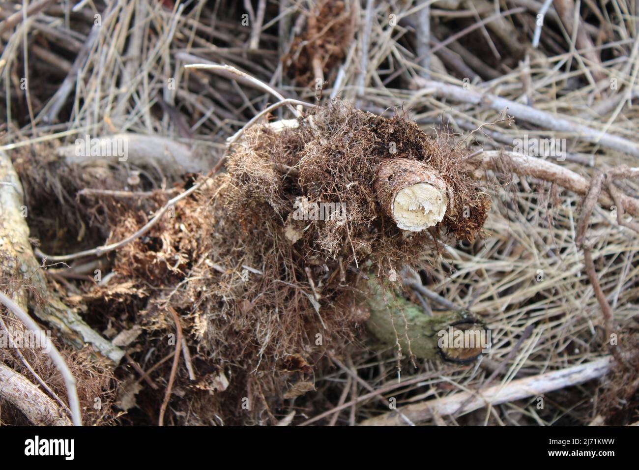 Roots of a Large Dead Poison Ivy Vine Stock Photo - Alamy
