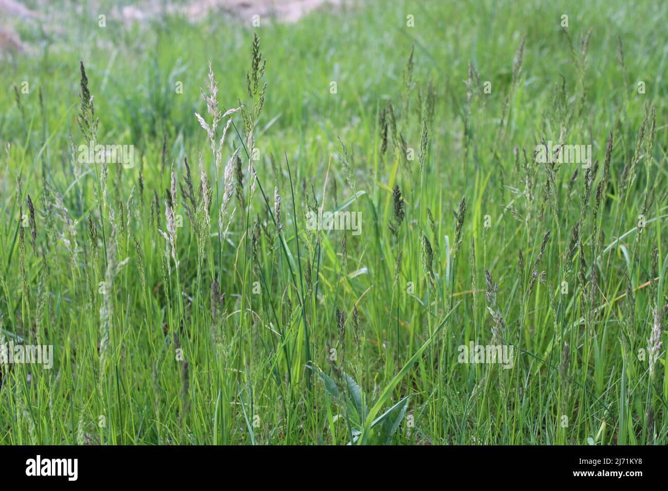 Heads of tall grasses hi-res stock photography and images - Alamy