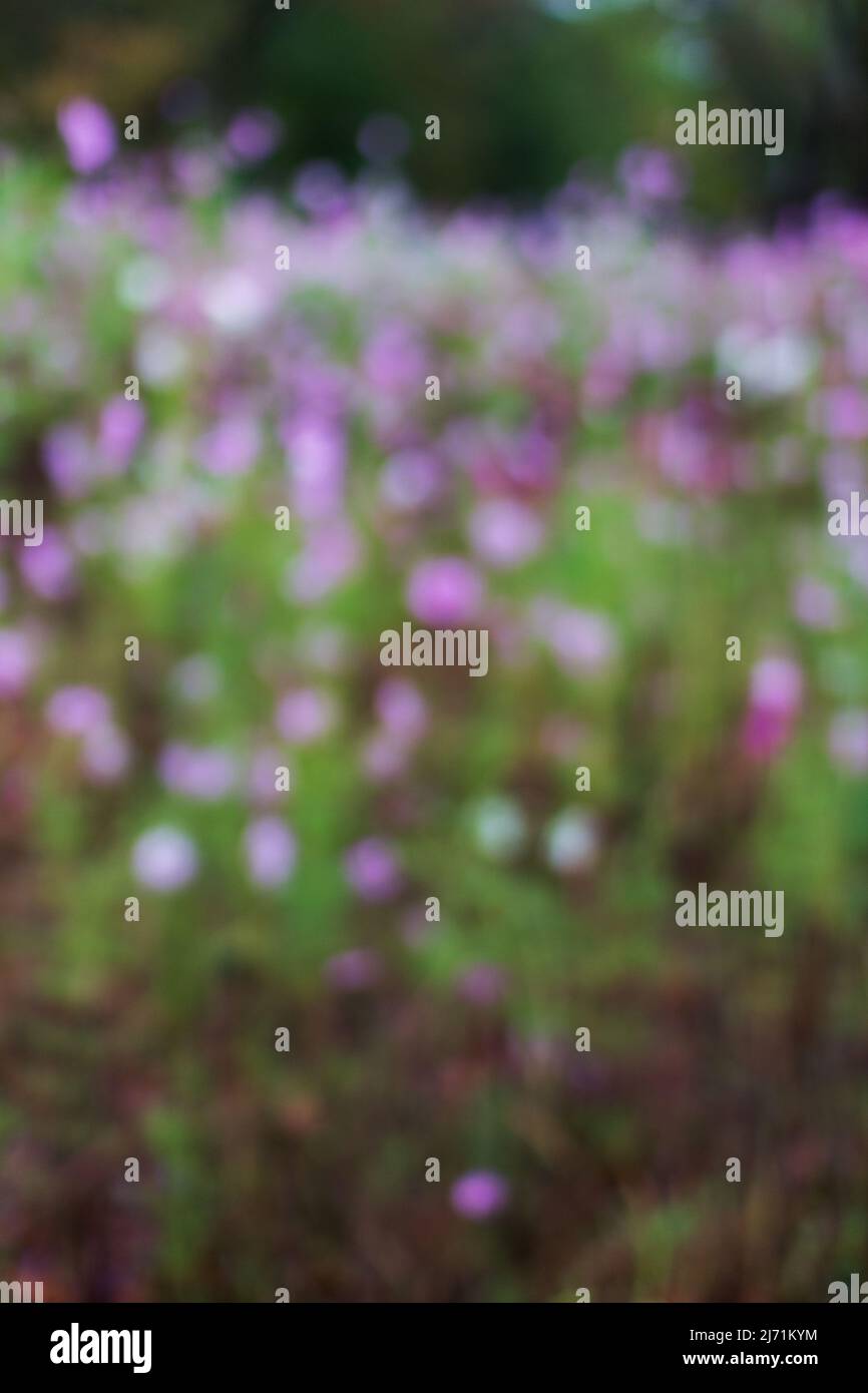 A field of cosmos (Cosmos bipinnatus) shot out of focus creates an ...