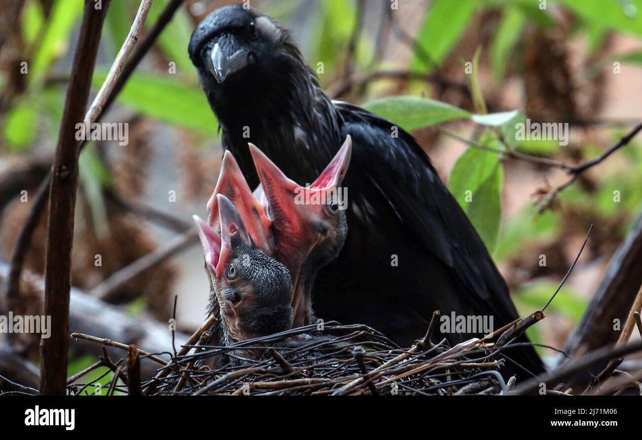 May 5, 2022, Kathmandu, Bagmati, Nepal: Baby crows gape as a house crow ...