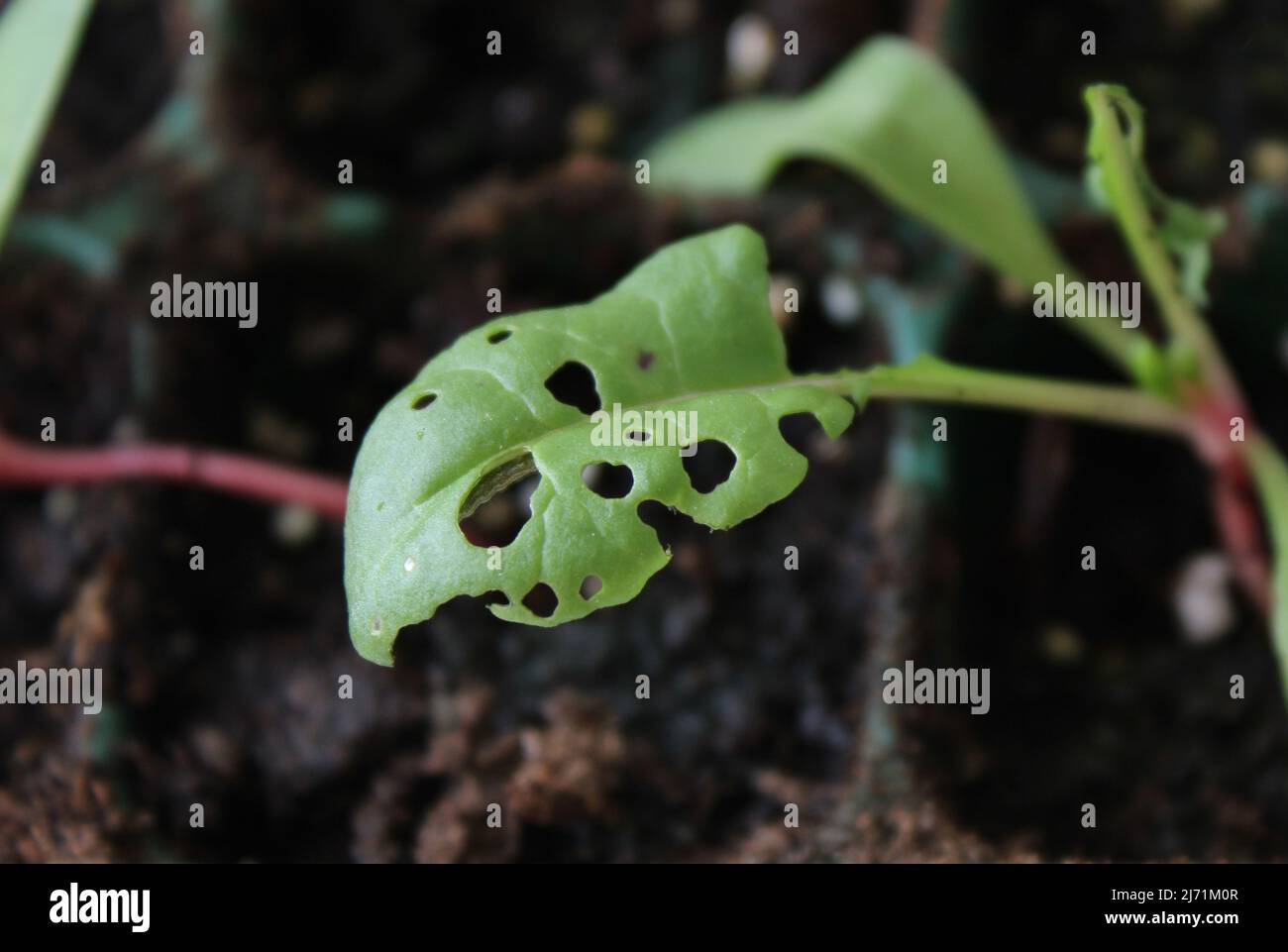 Caterpillar Damage on a Young Swiss Chard Leaf Stock Photo - Alamy