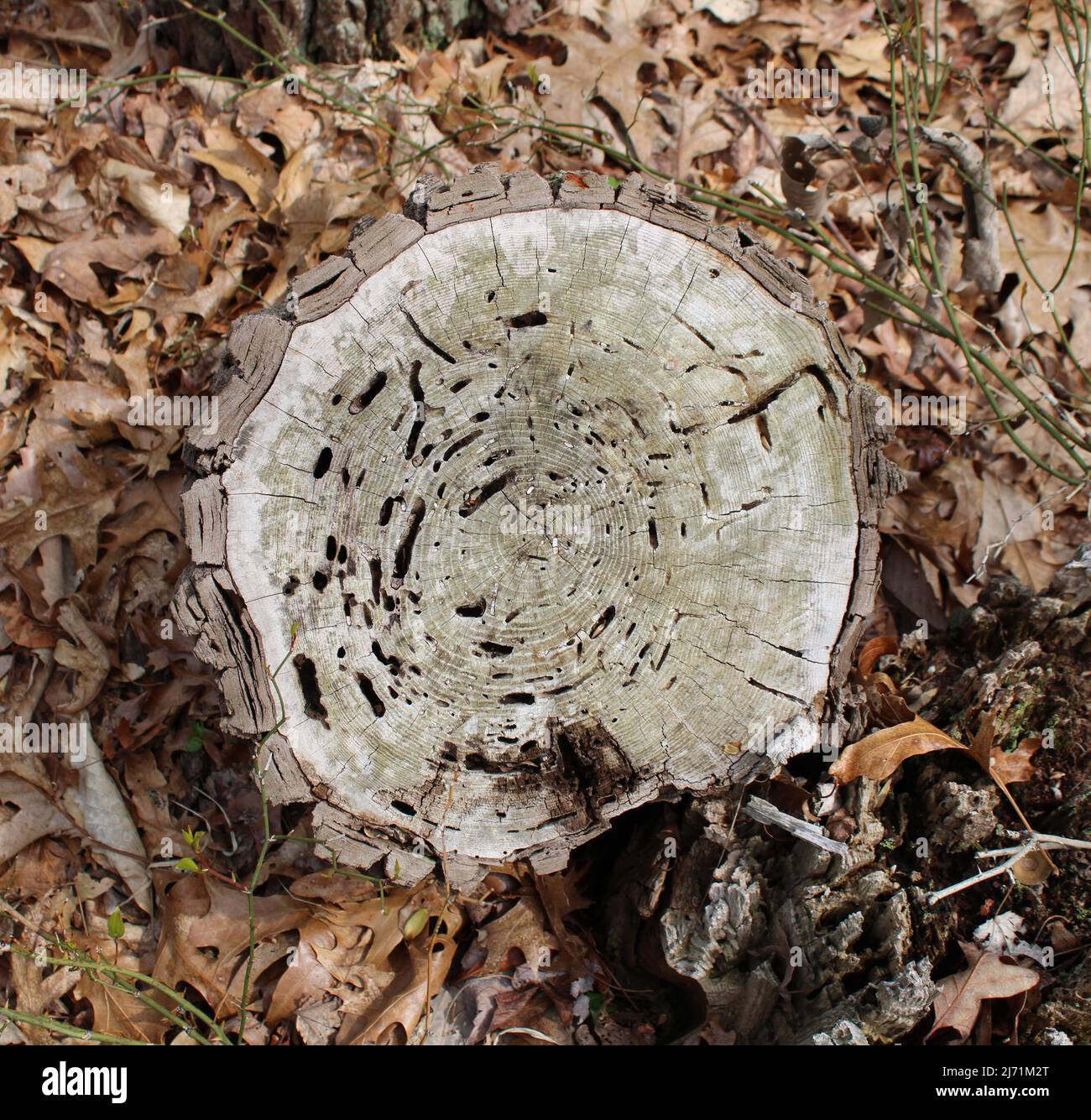 Bug Damage Holes in an Old Sassafras Tree Stump Stock Photo - Alamy