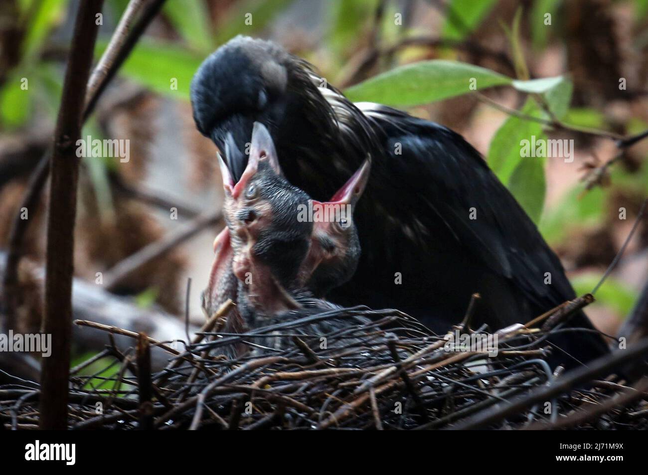 May 5, 2022, Kathmandu, Bagmati, Nepal: A house crow feeds its chick at ...