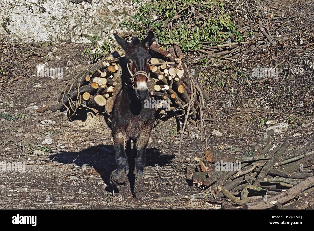 Timber load hi-res stock photography and images - Alamy