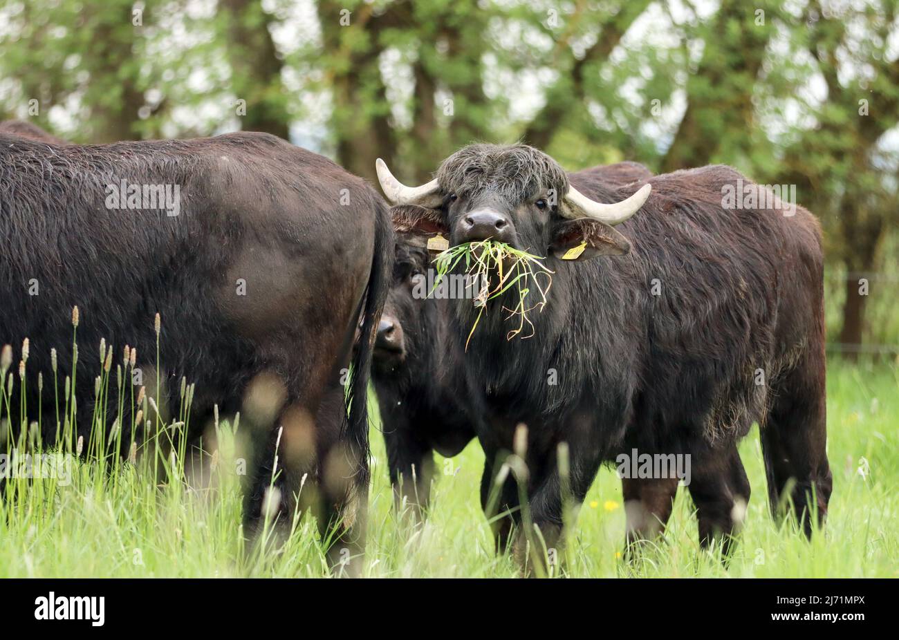 Buffalo toad hi-res stock photography and images - Alamy