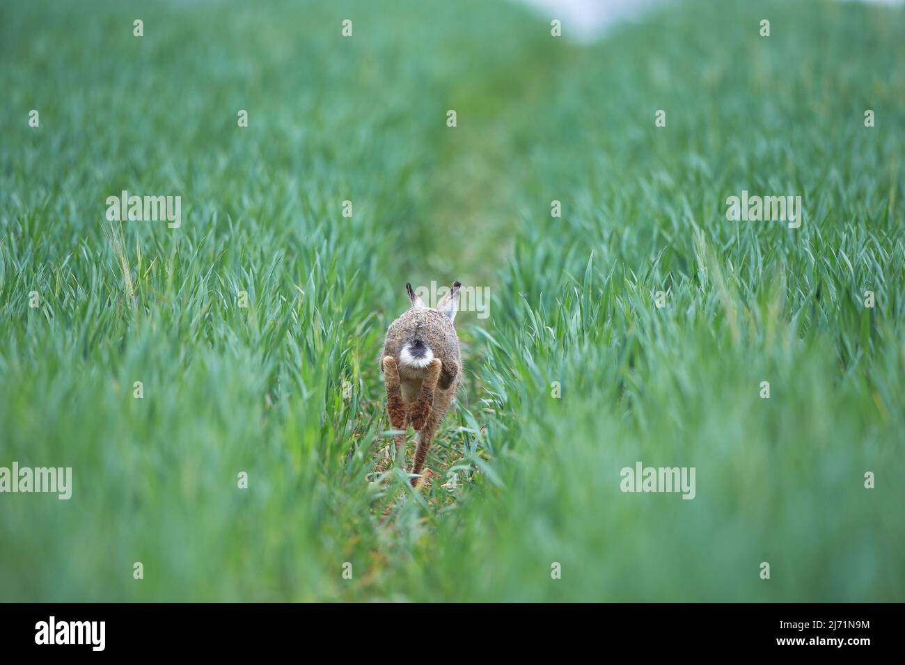 Rear view of a wild brown hare (Lepus europaeus) running away from the ...