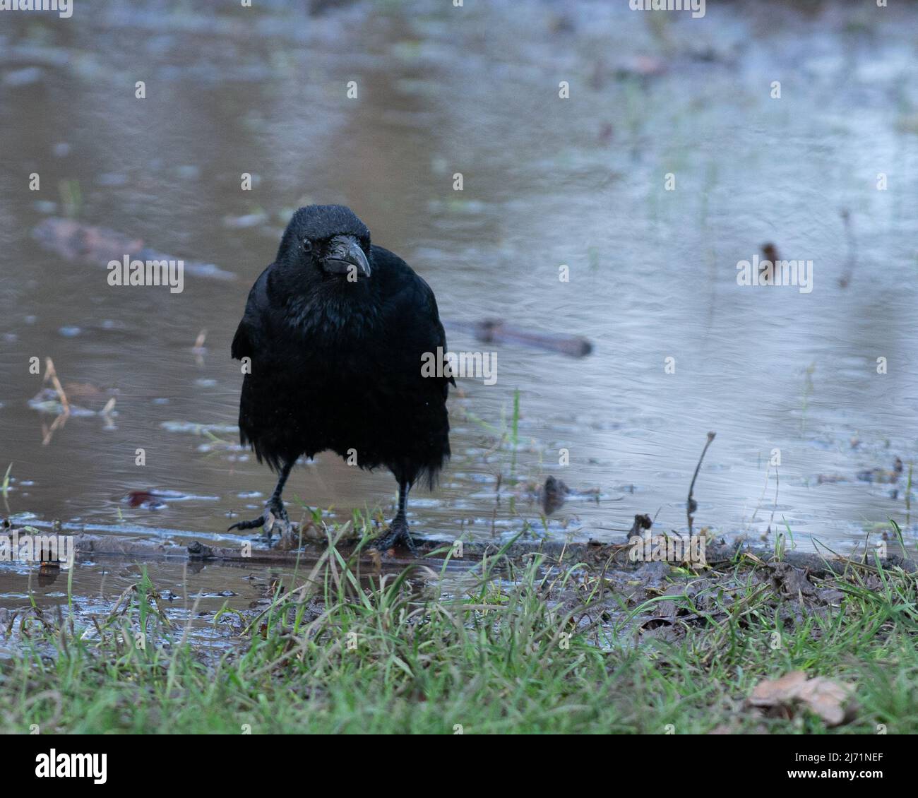 Wet crow in kensington gardens hi-res stock photography and images - Alamy