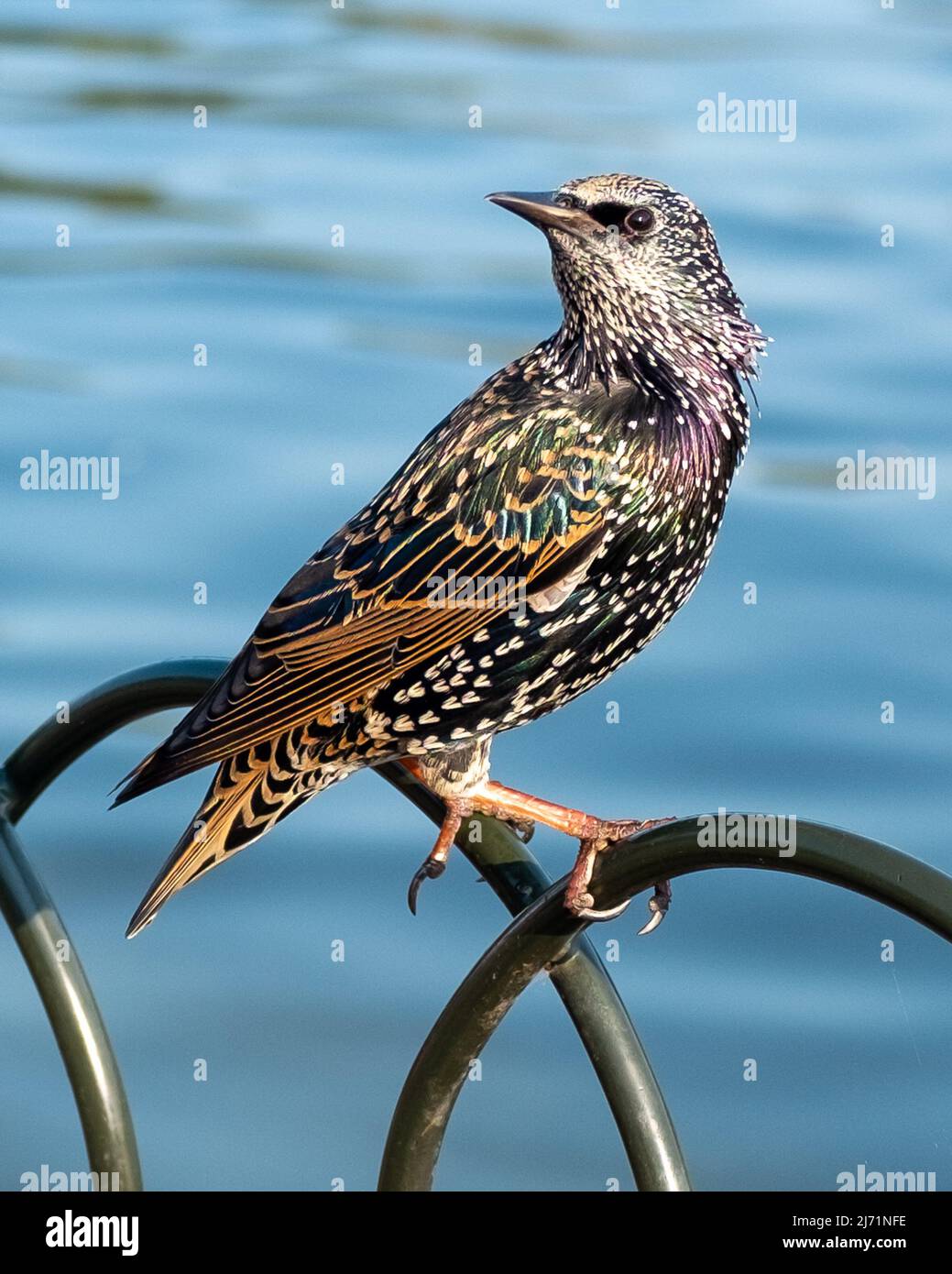 Starling in Hyde Park, London Stock Photo - Alamy