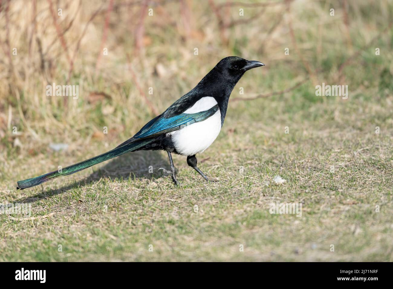 Black-billed magpie (Pica hudsonia), (AKA American magpie), Prince’s ...