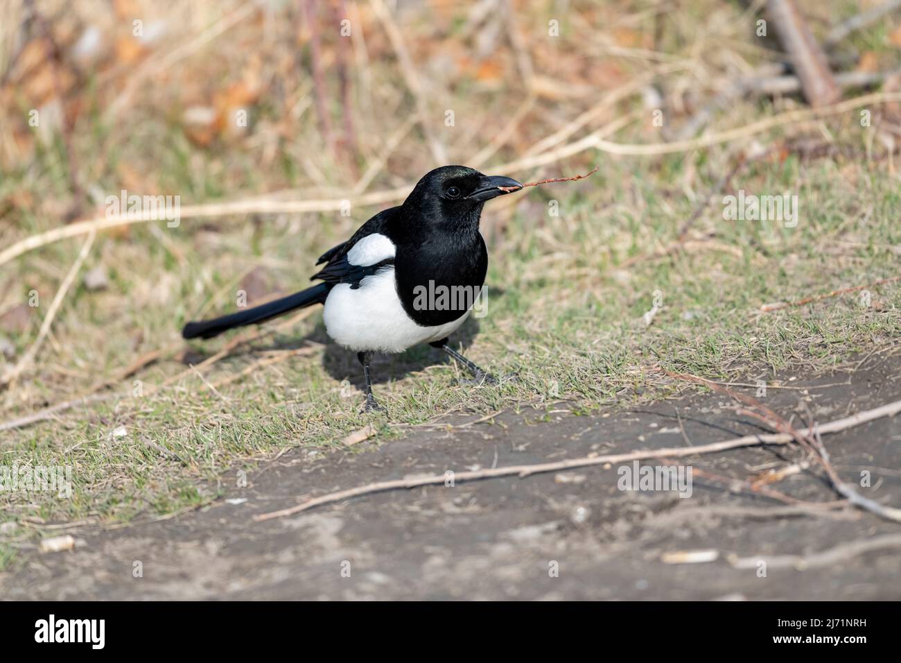 Black-billed magpie (Pica hudsonia), (AKA American magpie) collecting ...