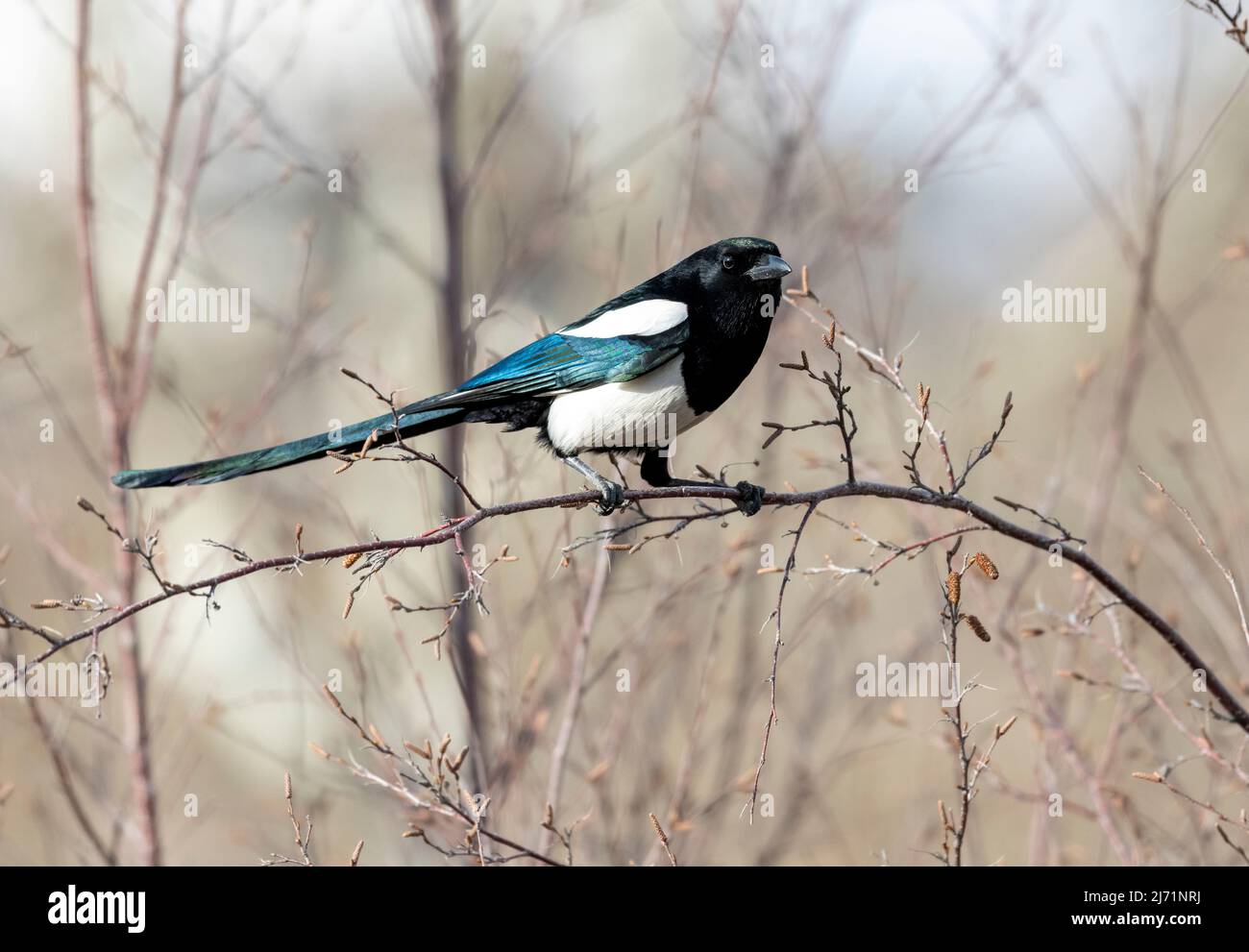 Black-billed magpie (Pica hudsonia), (AKA American magpie), Prince’s ...