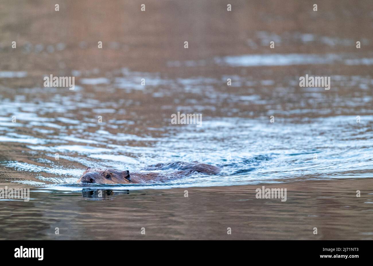 American beaver (Castor canadensis), Prince’s Island Park, Calgary ...