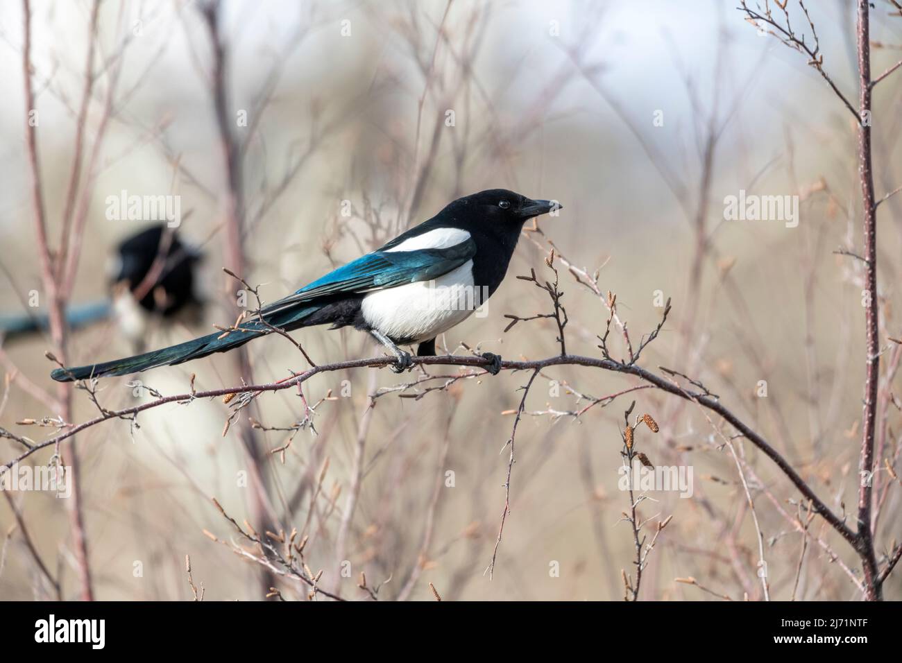 Black-billed magpie (Pica hudsonia), (AKA American magpie), Prince’s ...